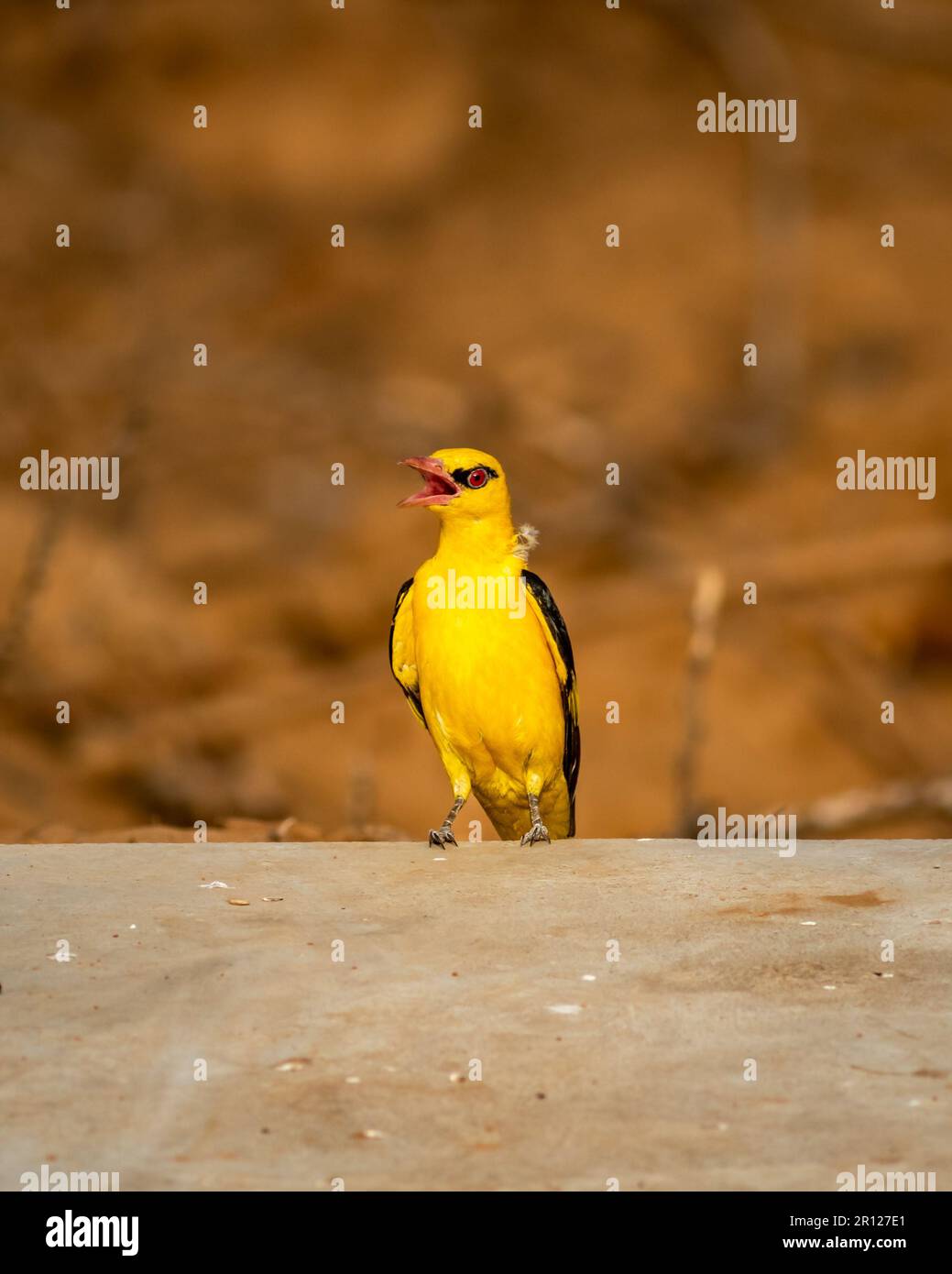 Indian golden oriole or Oriolus kundoo beautiful yellow color bird in ...