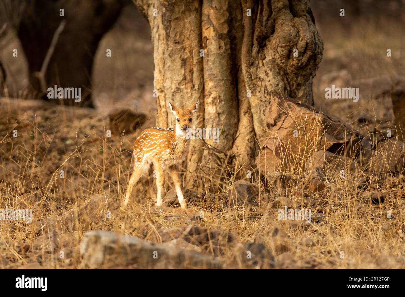 Spotted deer or Chital or Cheetal or axis axis fawn alone in morning ...
