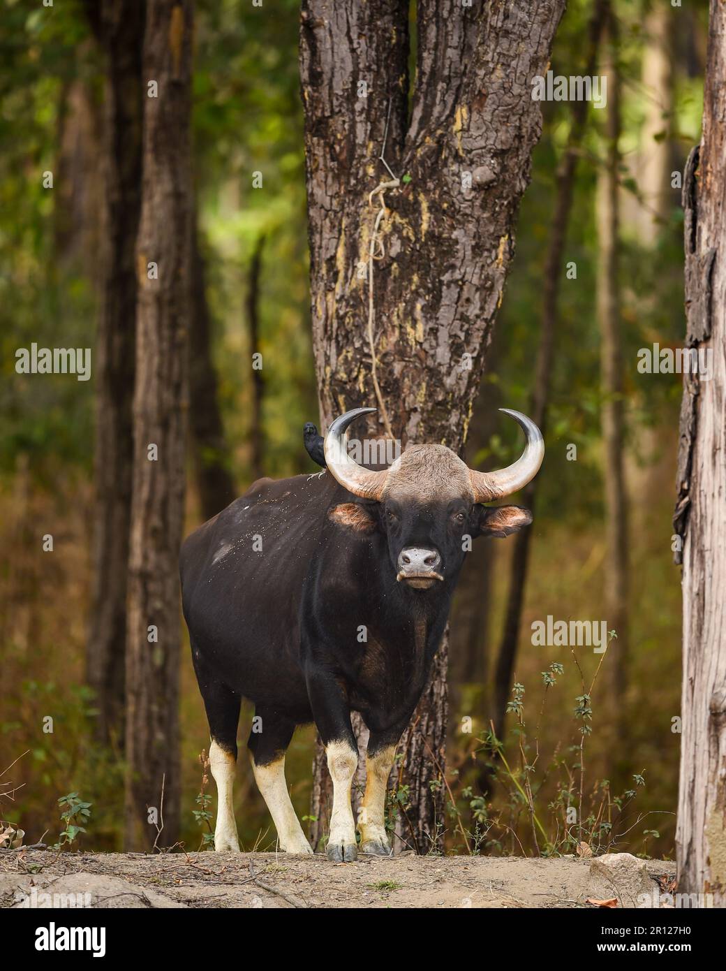 Gaur or Indian Bison or bos gaurus a showstopper closeup or portrait ...
