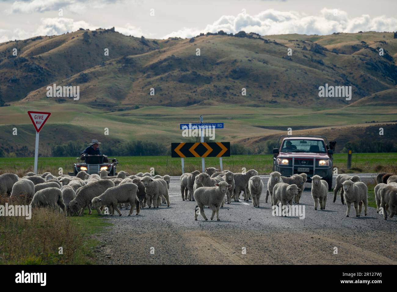 Sheep herd on road traffic hi-res stock photography and images - Alamy