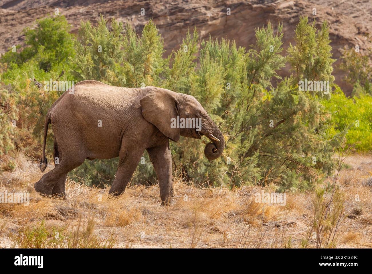 Elephant (Loxodonta africana), walking through deep sand in dry ...