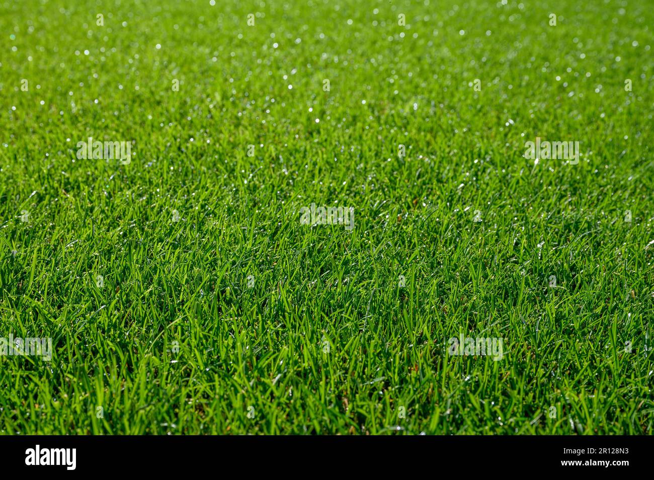 Beautiful wet natural grass on the sport pitch Stock Photo - Alamy