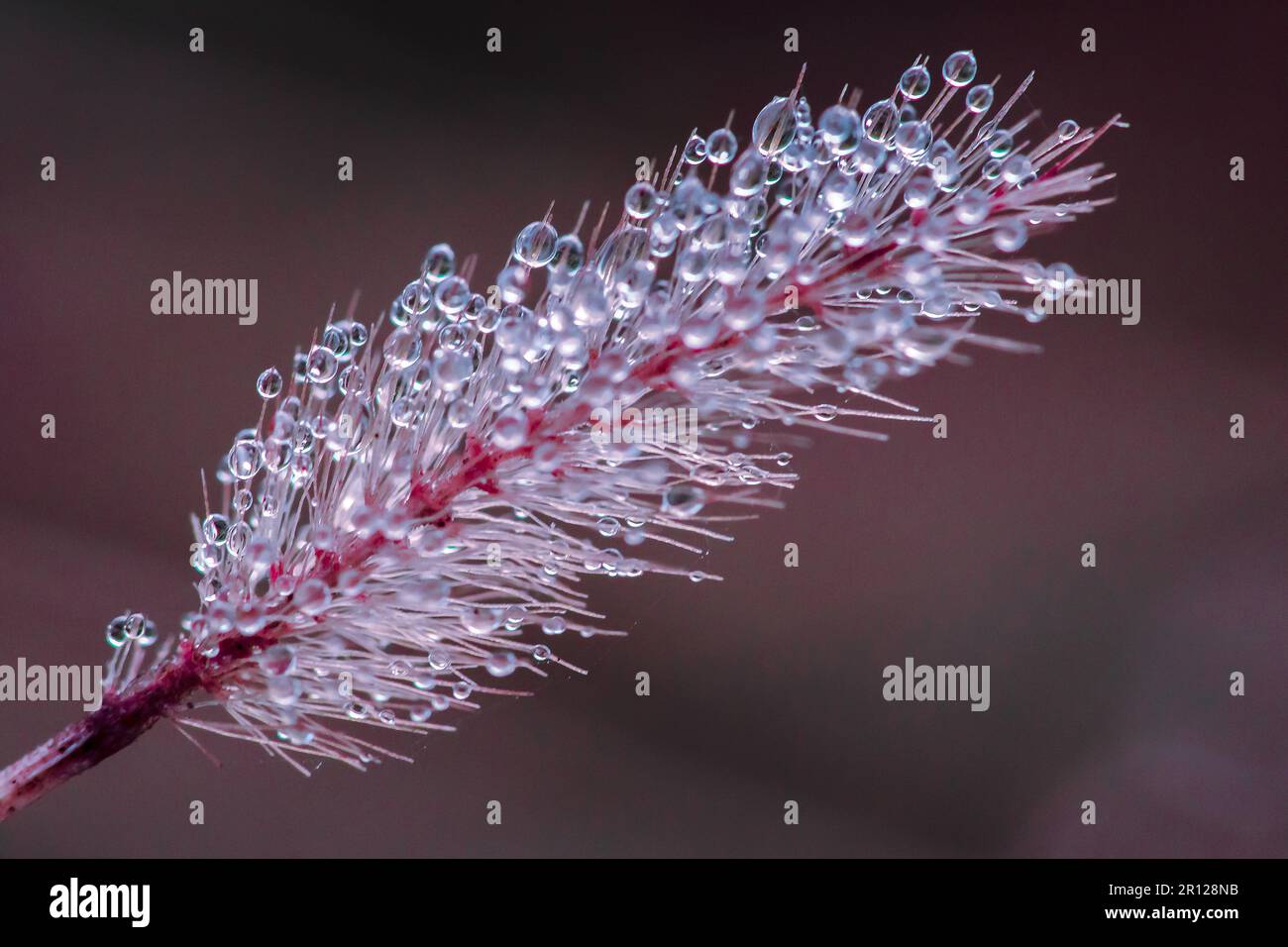 Water droplets on grass flowers.Water droplets on morning pollen, dew ...