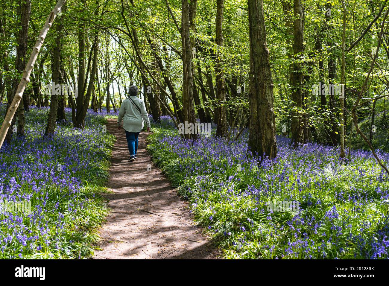 Lady walking in bluebell wood in springtime Stock Photo - Alamy