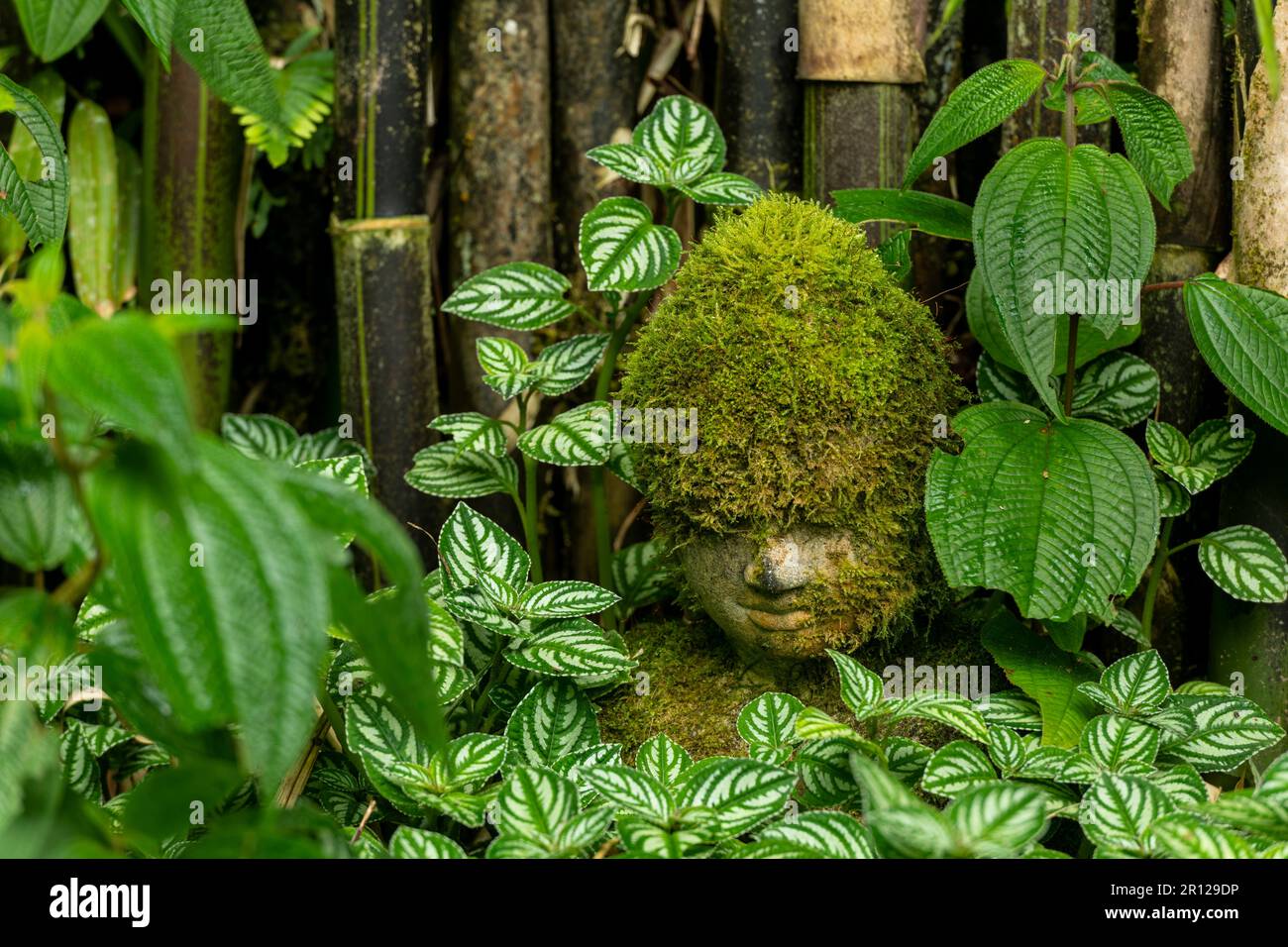 Bamboo plants in garden with a buddha head cover with moss - stock ...