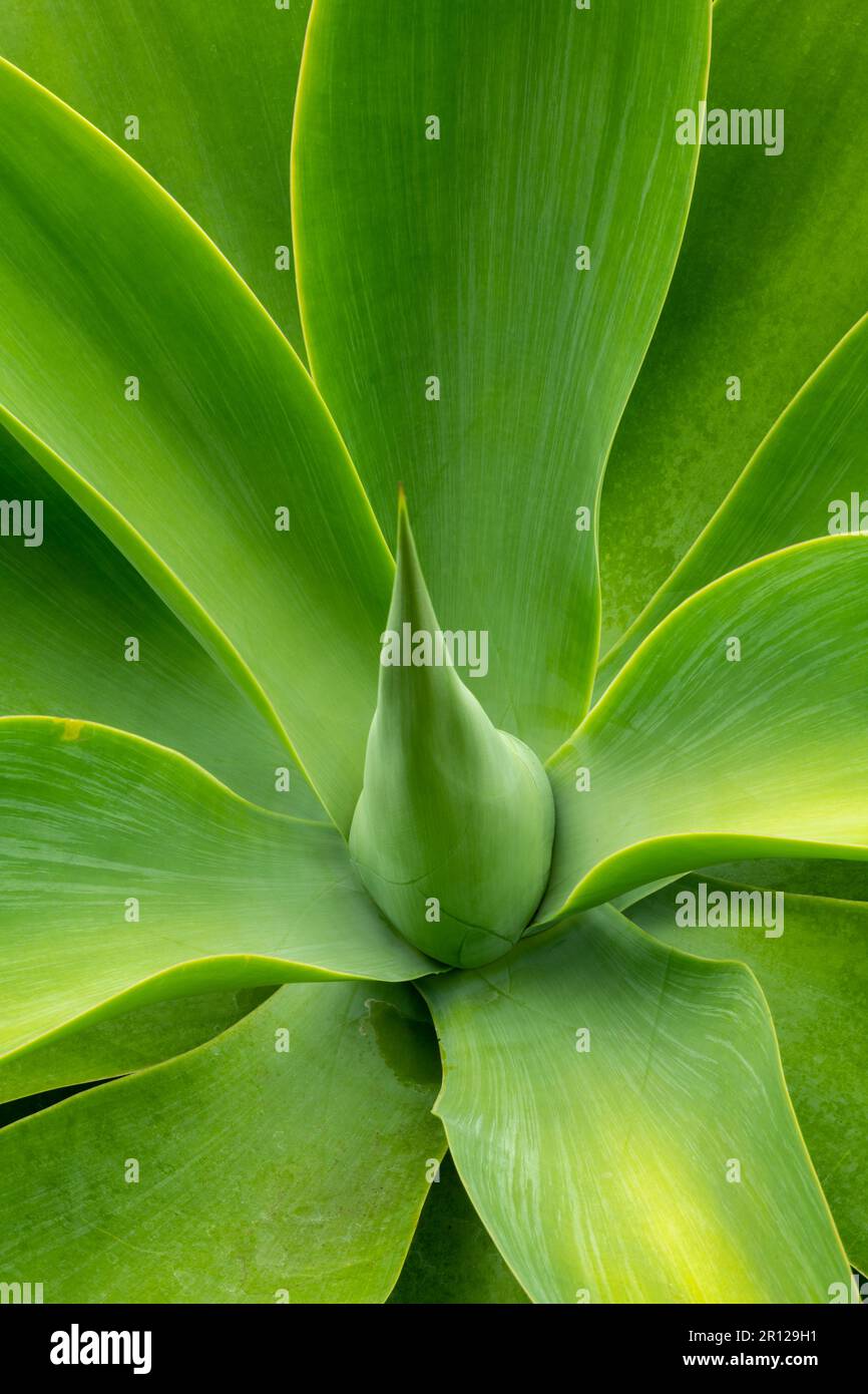 Agave plant (Agave americana), close-up - stock photo Stock Photo - Alamy