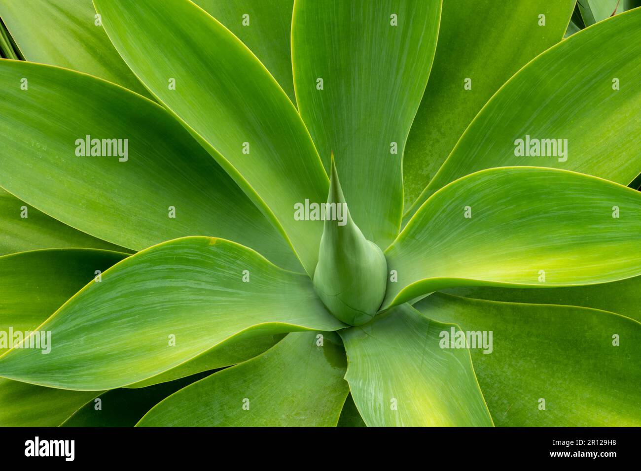 Agave plant (Agave americana), close-up - stock photo Stock Photo - Alamy