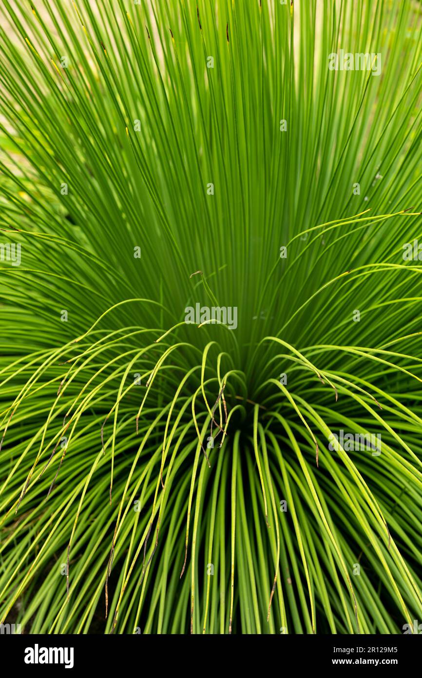 Tree green decorative grass hi-res stock photography and images - Alamy