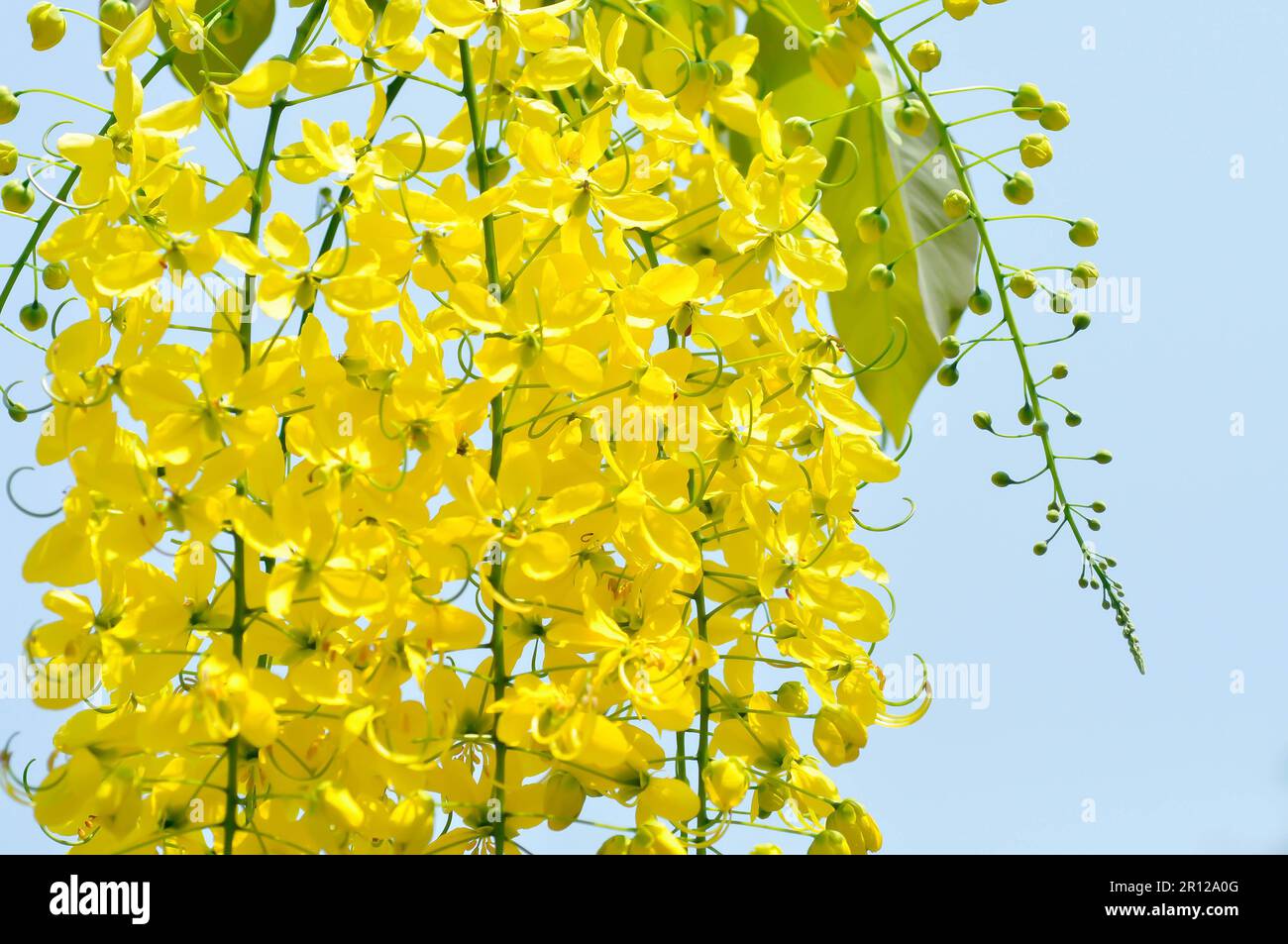 Golden shower , Cassia fistula or pudding pipe tree or yellow flowers Stock Photo - Alamy