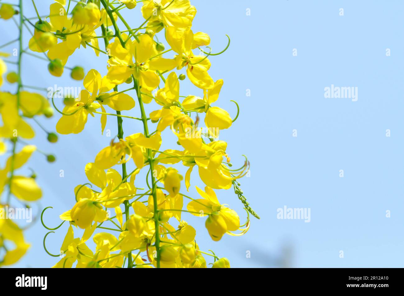 Golden shower , Cassia fistula or pudding pipe tree or yellow flowers Stock Photo - Alamy