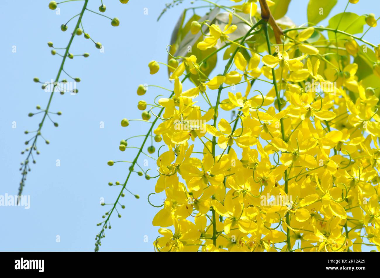 Golden shower , Cassia fistula or pudding pipe tree or yellow flowers ...