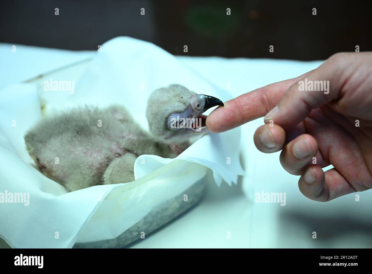 Liberec, Czech Republic. 11th May, 2023. Brown Vulture (pictured in the ...