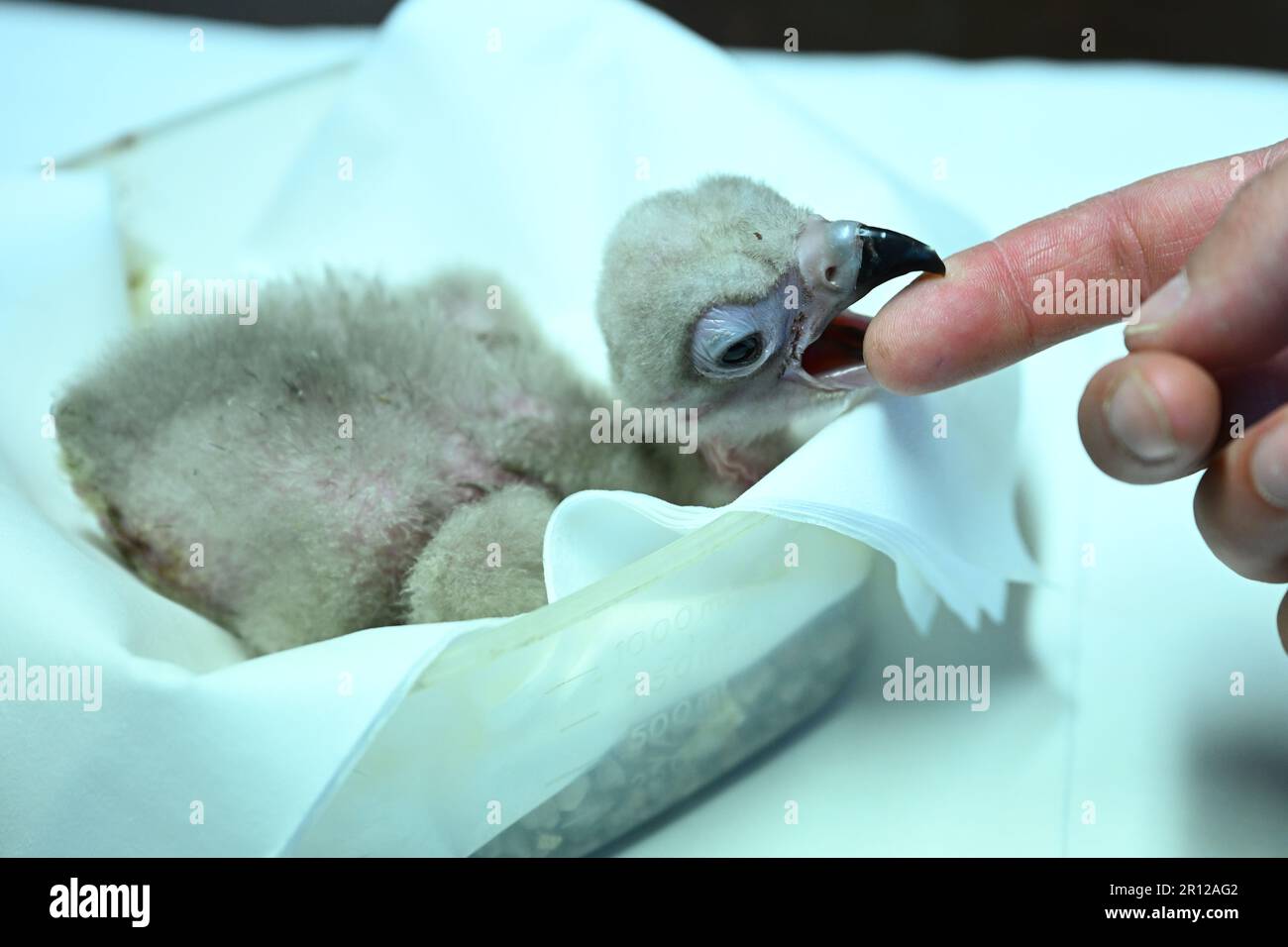 Liberec, Czech Republic. 11th May, 2023. Brown Vulture (pictured in the ...