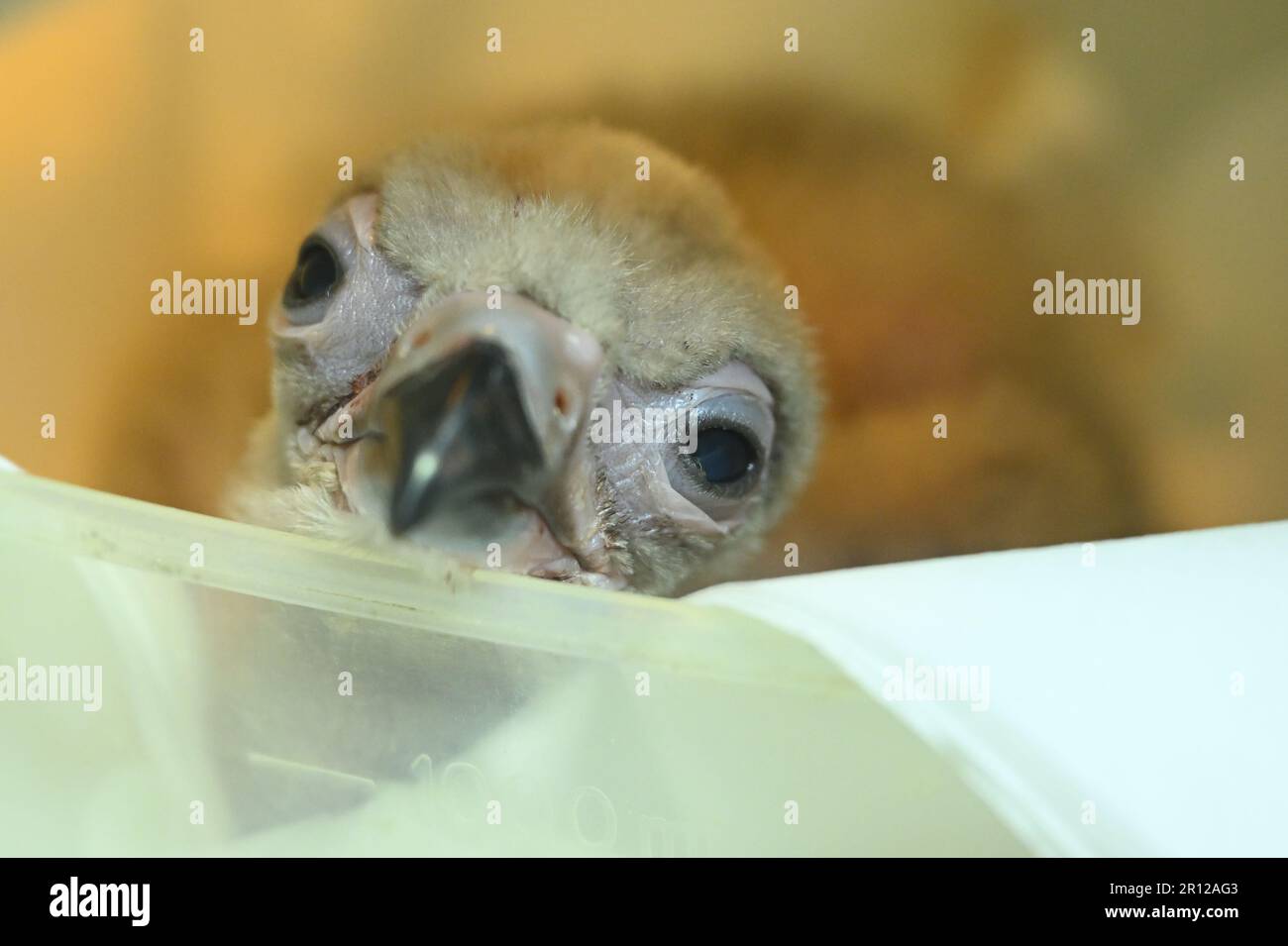 Liberec, Czech Republic. 11th May, 2023. Brown Vulture (pictured in the ...