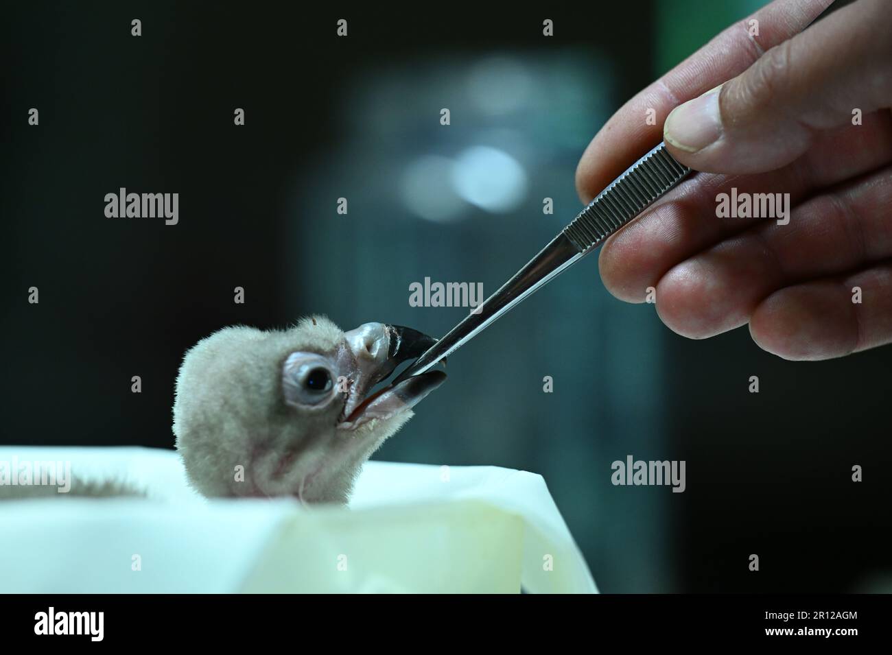 Liberec, Czech Republic. 11th May, 2023. Brown Vulture (pictured in the ...