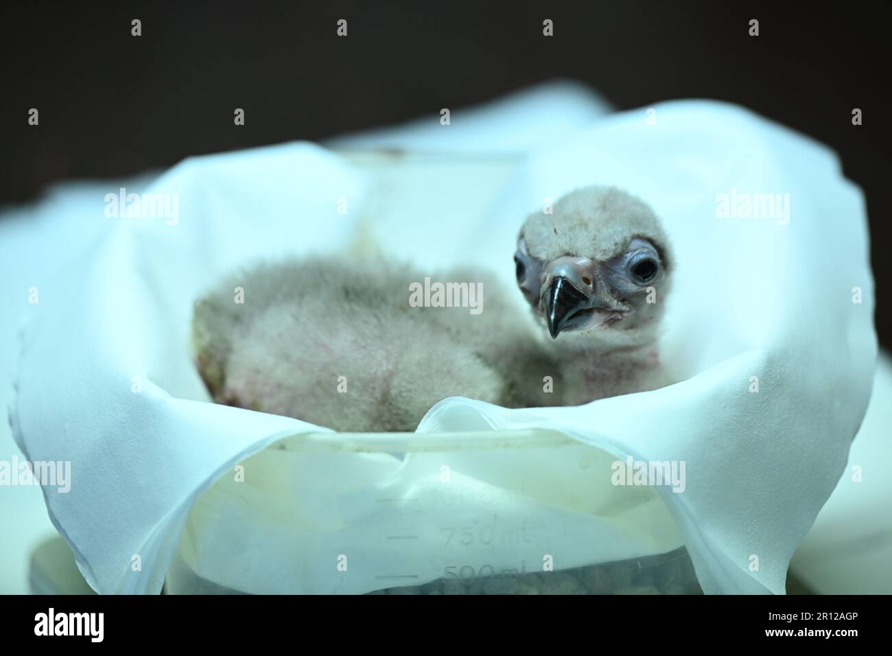 Liberec, Czech Republic. 11th May, 2023. Brown Vulture (pictured in the ...