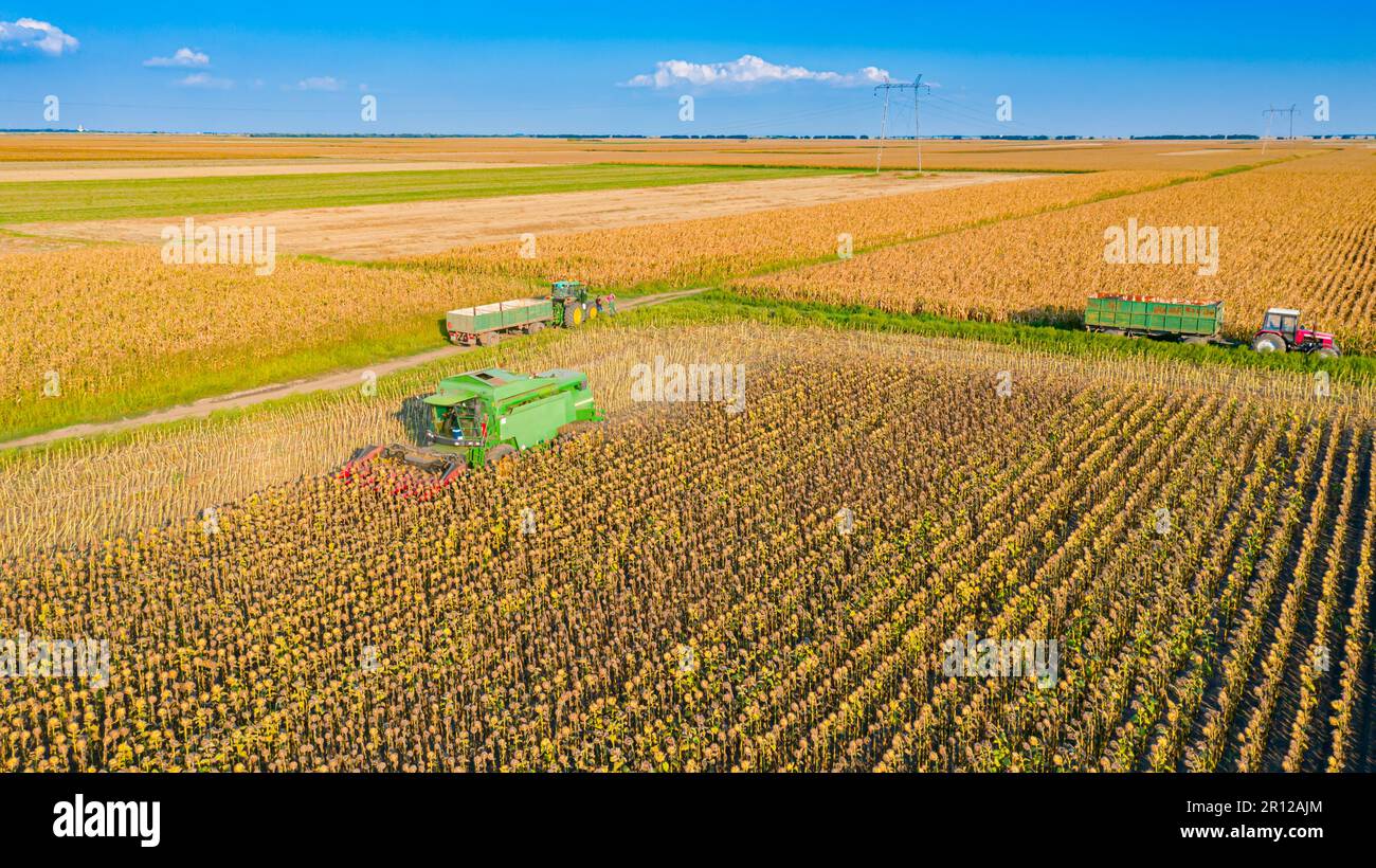 Aerial view, agricultural harvester is cutting and harvesting mature ...