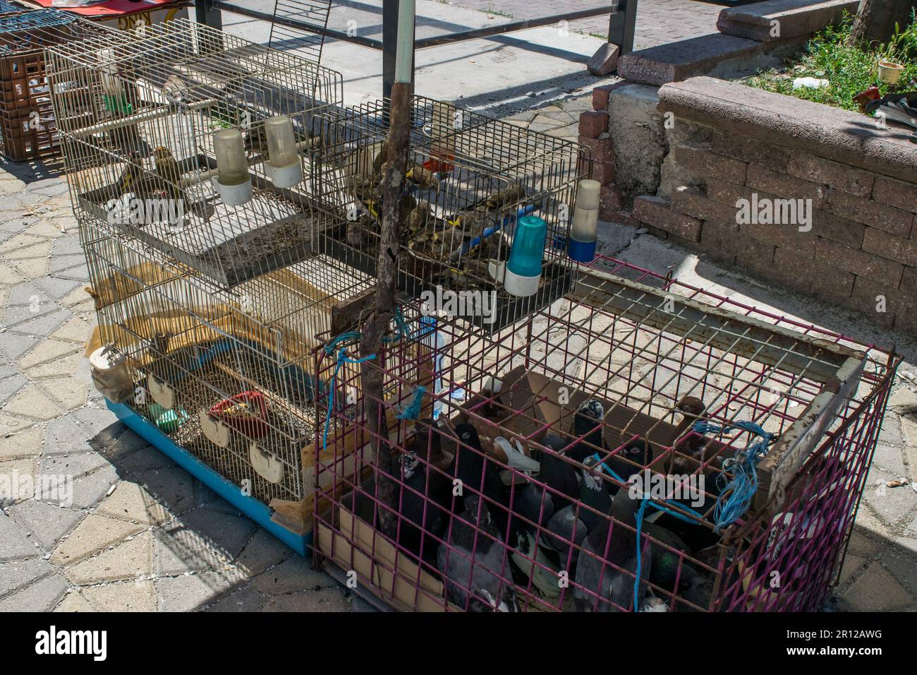 Pigeons in cages bird hi-res stock photography and images - Alamy