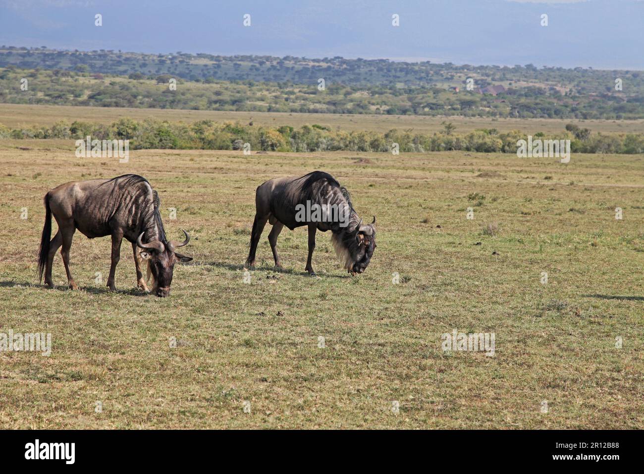 Wildebeest grazing in Masai Mara national reserve park Kenya Africa ...