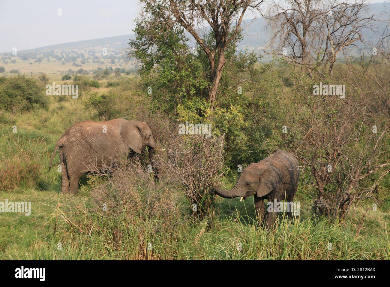 Kenya, masai mara, elephant with calf hi-res stock photography and ...
