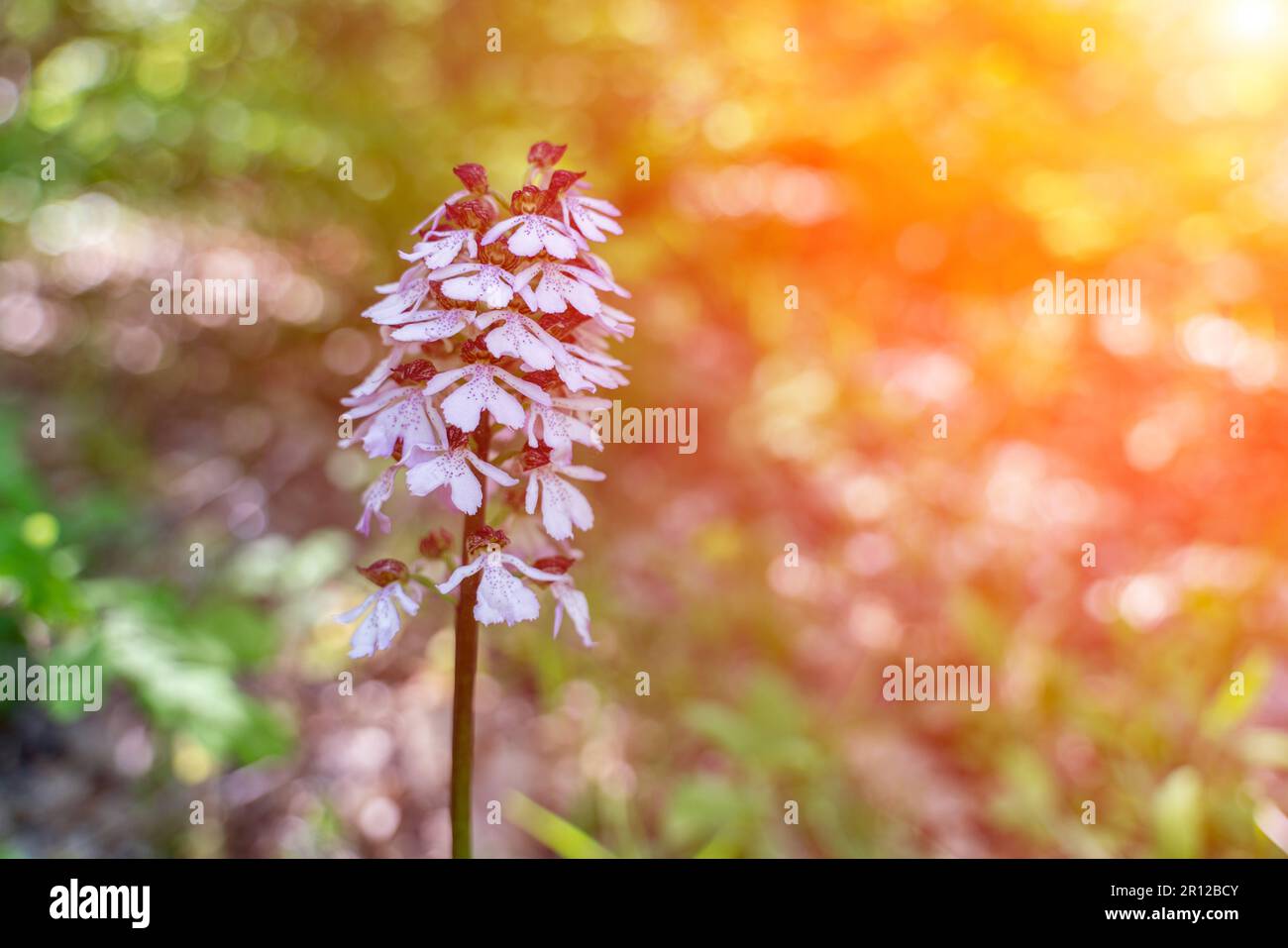 Crimean orchid Yatryshnik. Orchid Baltic iberika wild flower. High ...