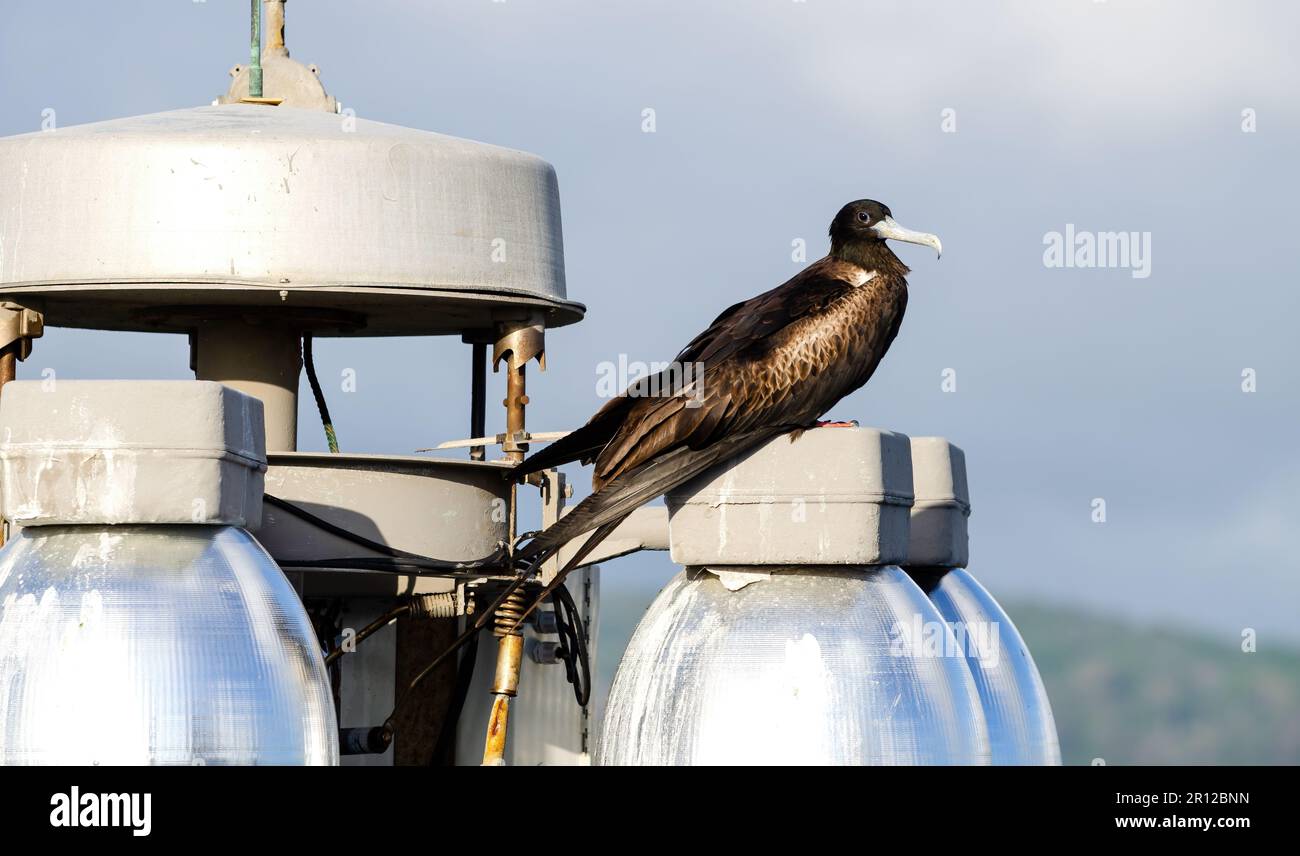 Frigate ariel bird on the Street lamp Stock Photo - Alamy