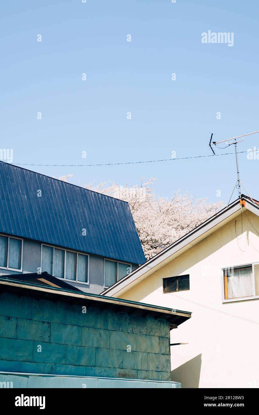 Minimal blue house and cherry blossom in Hokkaido, Japan Stock Photo ...