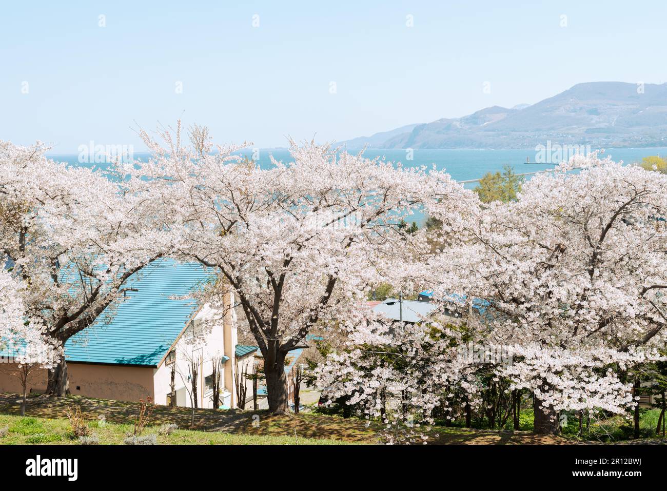 Otaru Temiya park and seascape with cherry blossoms of spring in ...