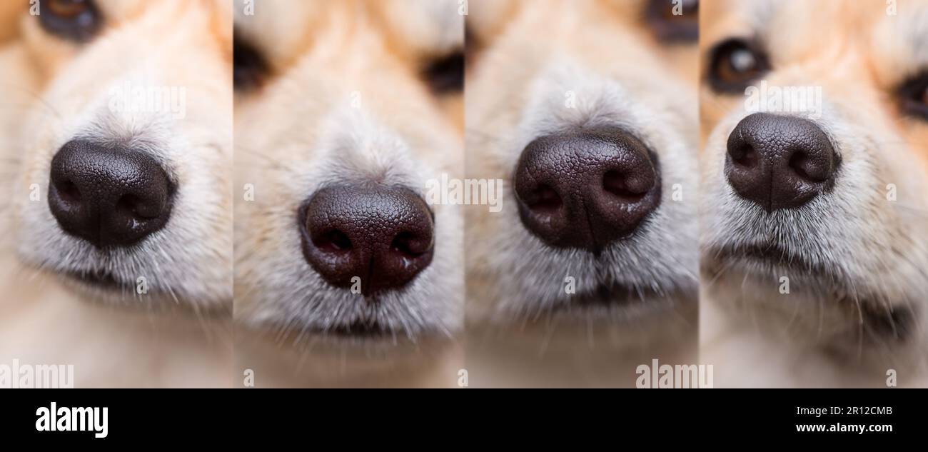 Photo Collage of different noses of Welsh Corgi Pembroke. Banner with ...