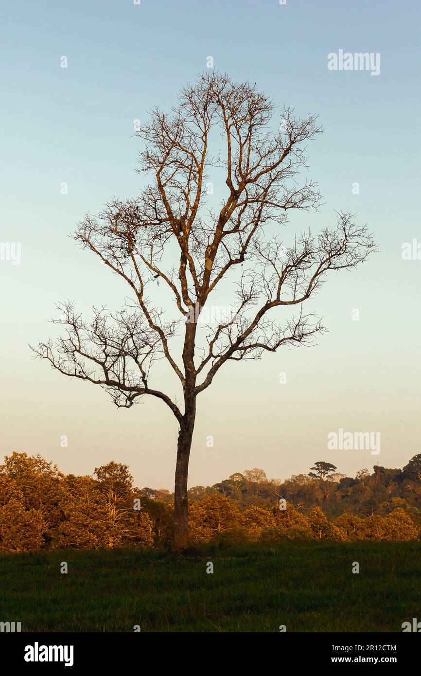 Landscape of trees on the slopes of the same tree as the sunlight Stock ...