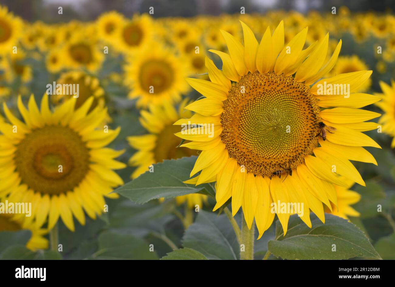 Oil sunflow hi-res stock photography and images - Alamy