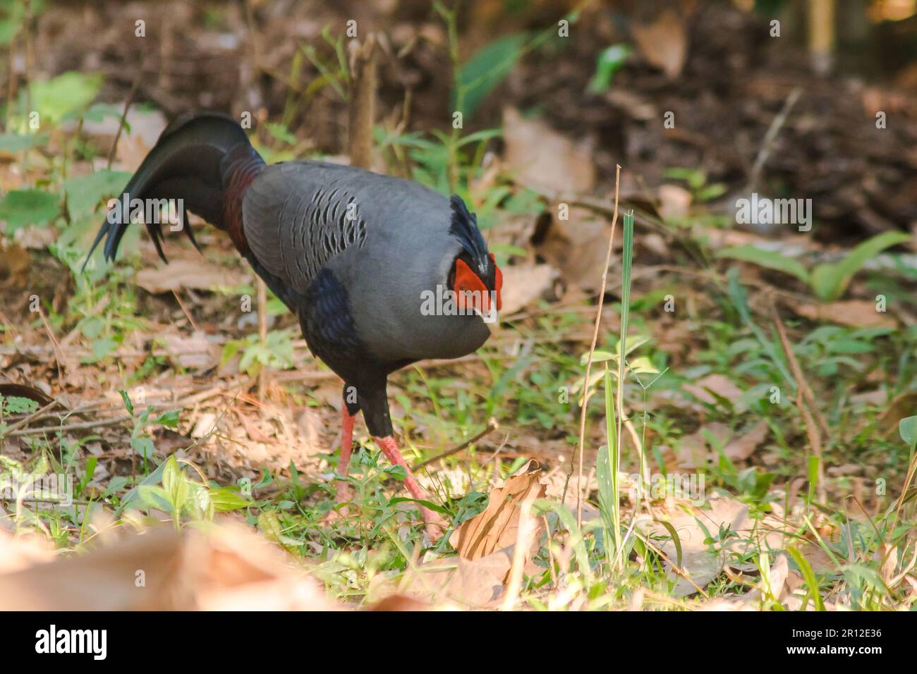Siamese Fireback Blue-headed Male Its back and wings are gray. Walking ...