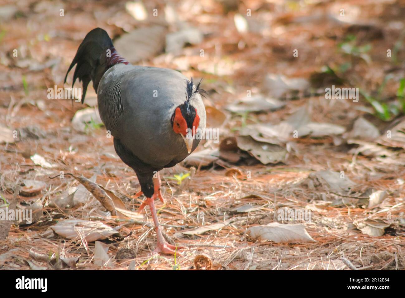 Siamese Fireback Blue-headed Male Its back and wings are gray. Walking ...