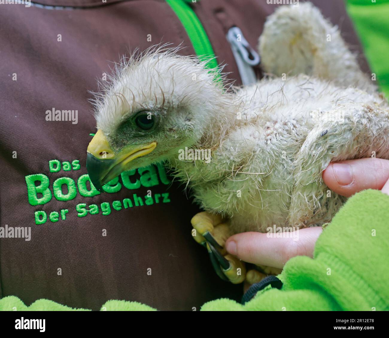 Saxony-Anhalt, Thale: 11 May 2023, A young golden eagle chick is held ...