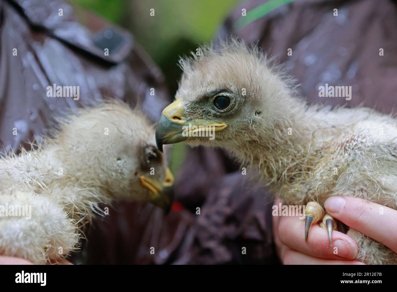 Saxony-Anhalt, Thale: 11 May 2023, Two golden eagle chicks are held by ...