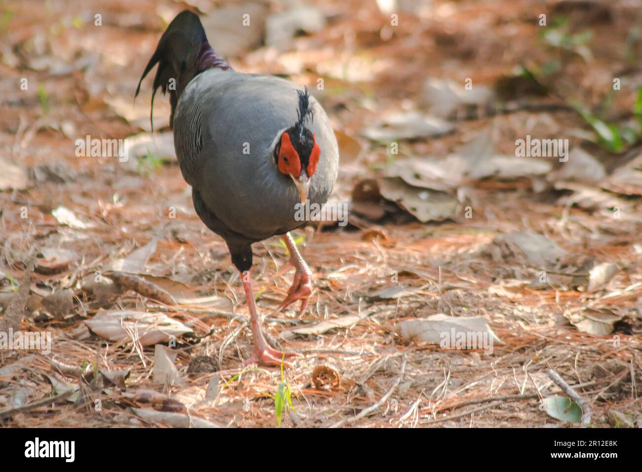 Siamese Fireback Blue-headed Male Its back and wings are gray. Walking ...