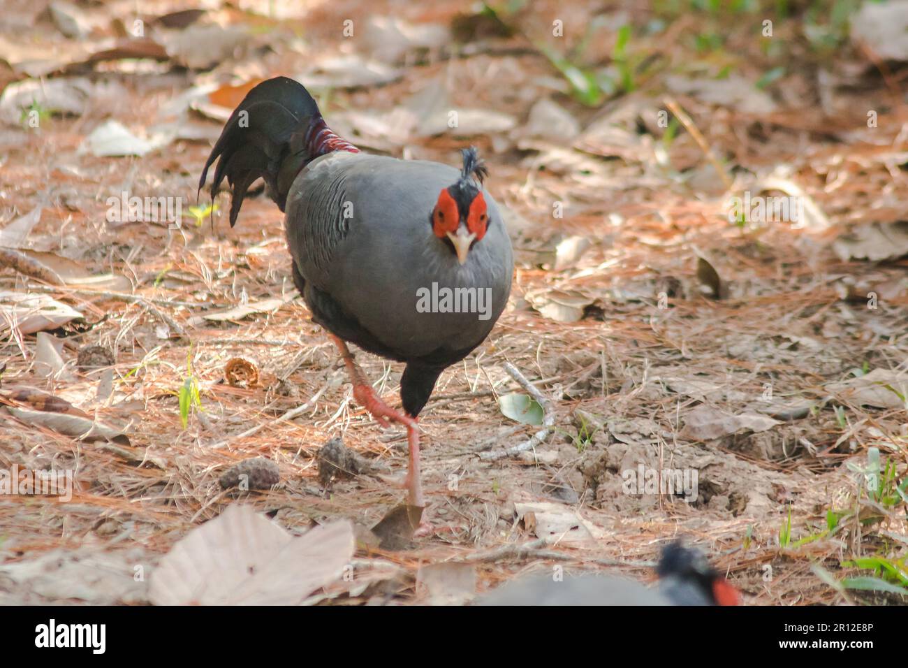 Siamese Fireback Blue-headed Male Its back and wings are gray. Walking ...