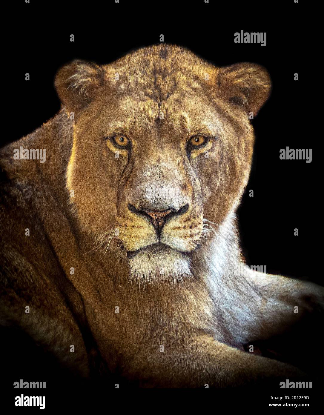 Khari looks regal on his return BLACKPOOL ZOO, ENGLAND. EXCLUSIVE ...