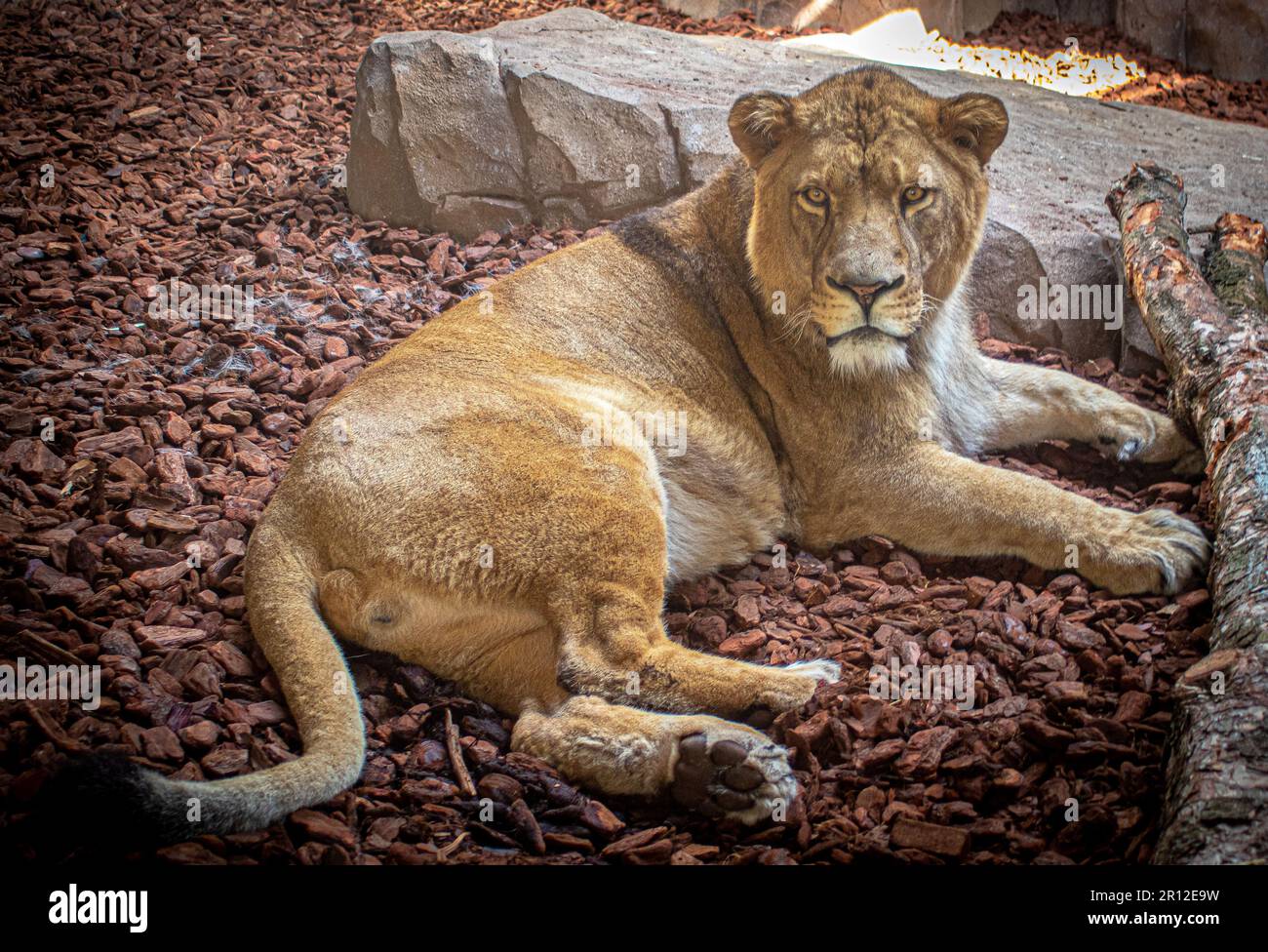 The lion rests during the exclusive viewing BLACKPOOL ZOO, ENGLAND ...