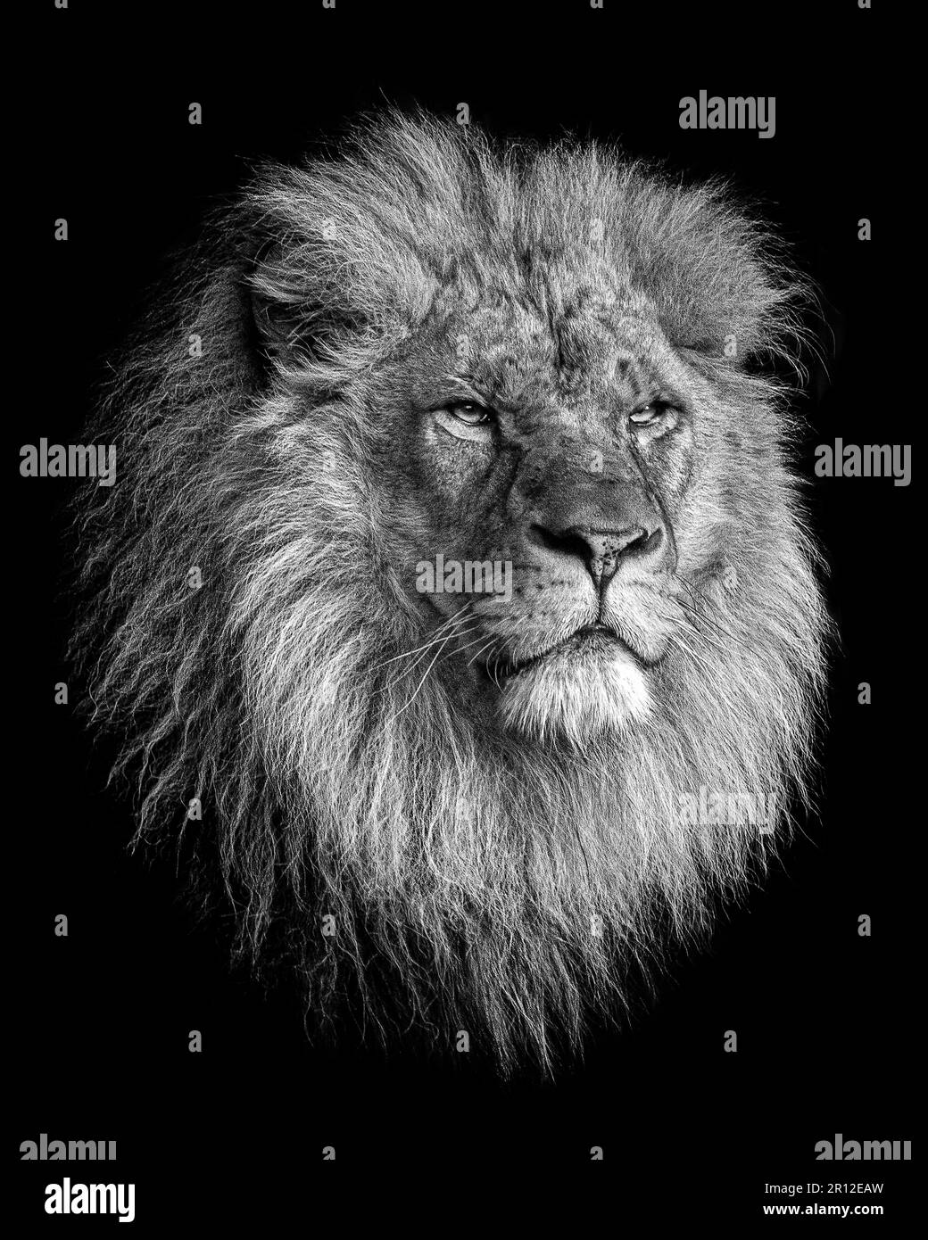 Khari before with his huge mane BLACKPOOL ZOO, ENGLAND. EXCLUSIVE ...