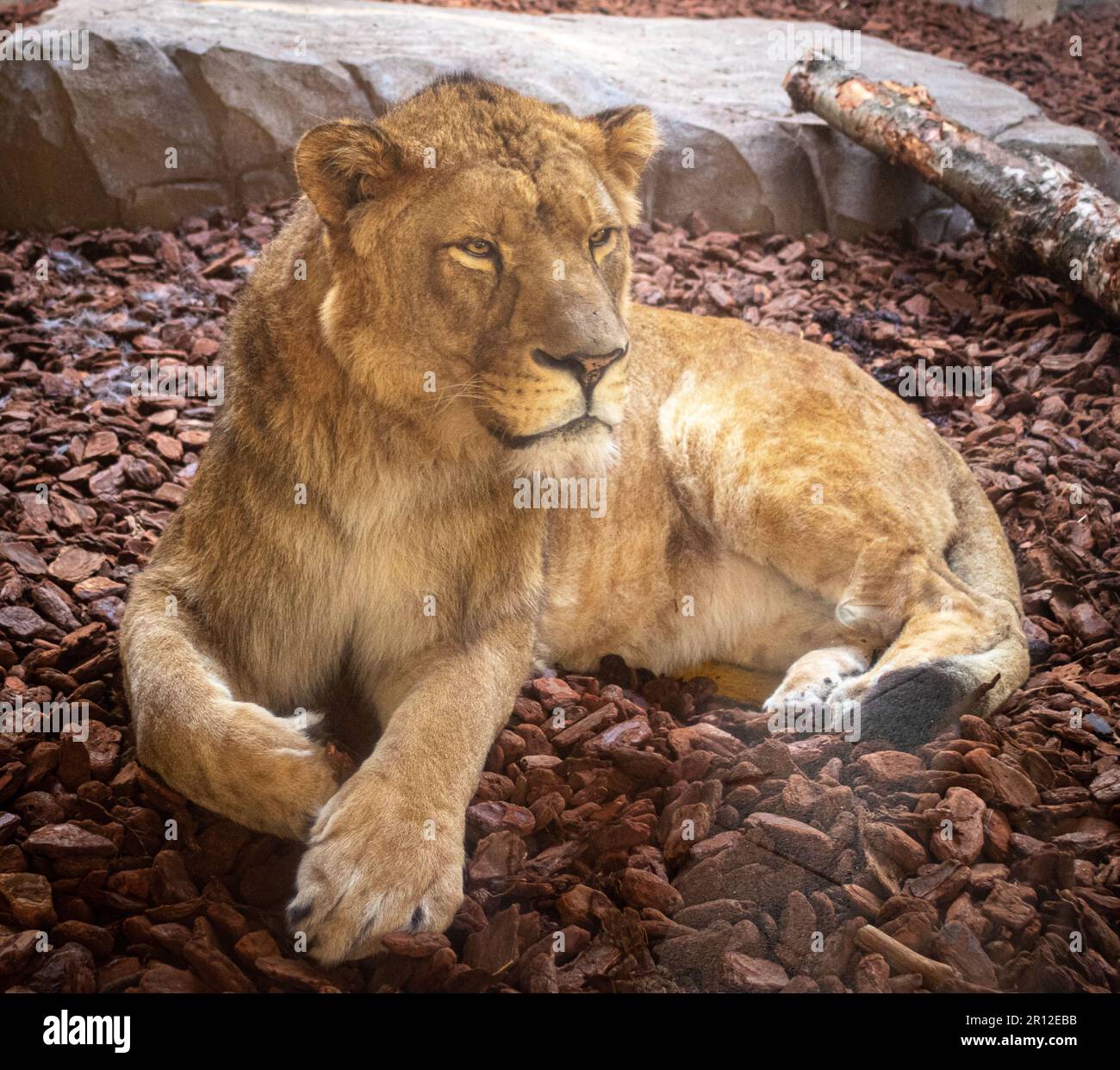 Khari had a testosterone chip fitted and lost his mane BLACKPOOL ZOO ...