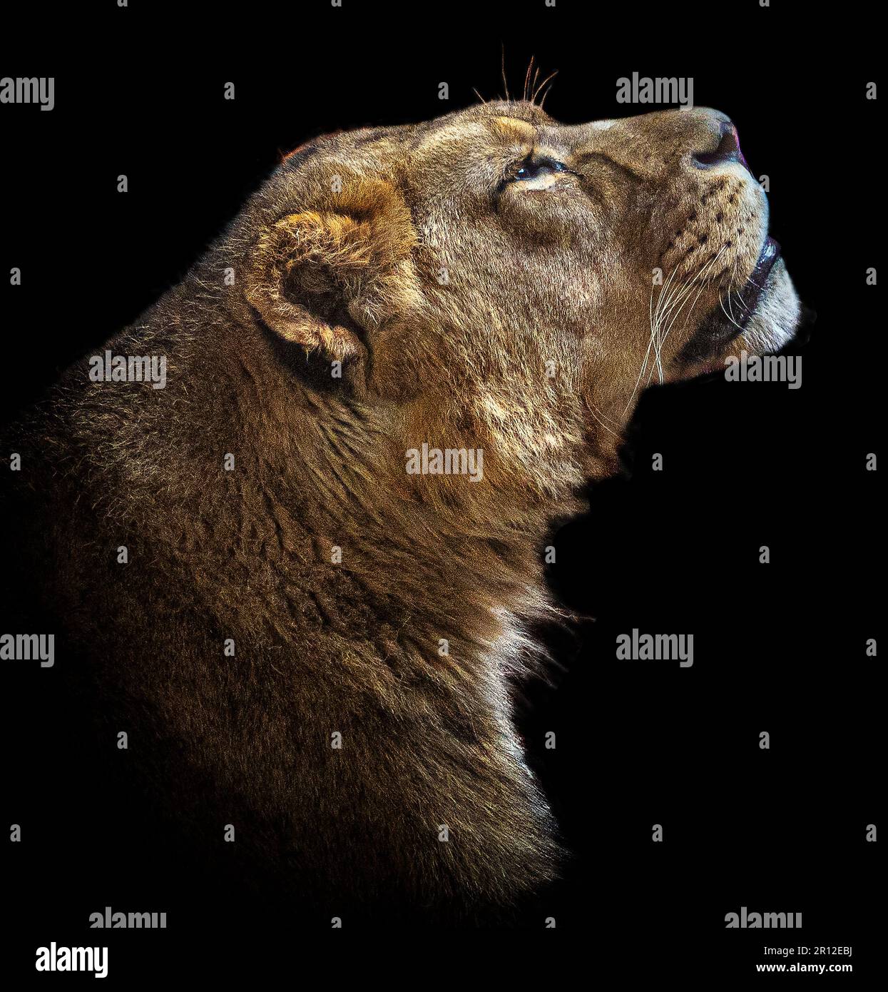 Khari will be allowed in his new enclosure soon BLACKPOOL ZOO, ENGLAND ...