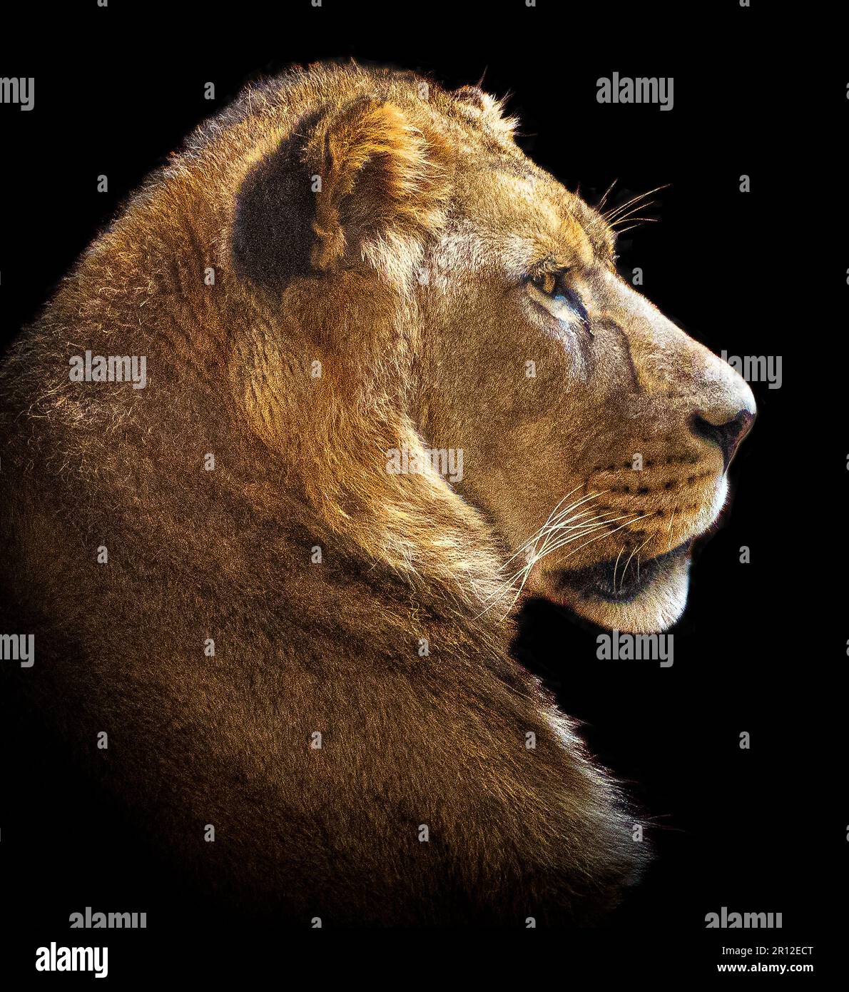 Khari will grow his mane back in no time now the chip has been removed ...