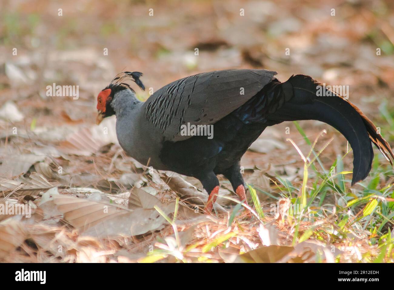 Siamese Fireback Blue-headed Male Its back and wings are gray. Walking ...