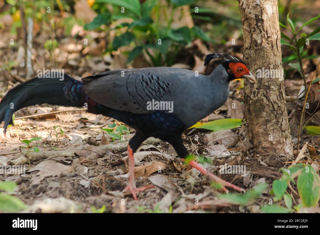 Siamese Fireback Blue-headed Male Its back and wings are gray. Walking ...