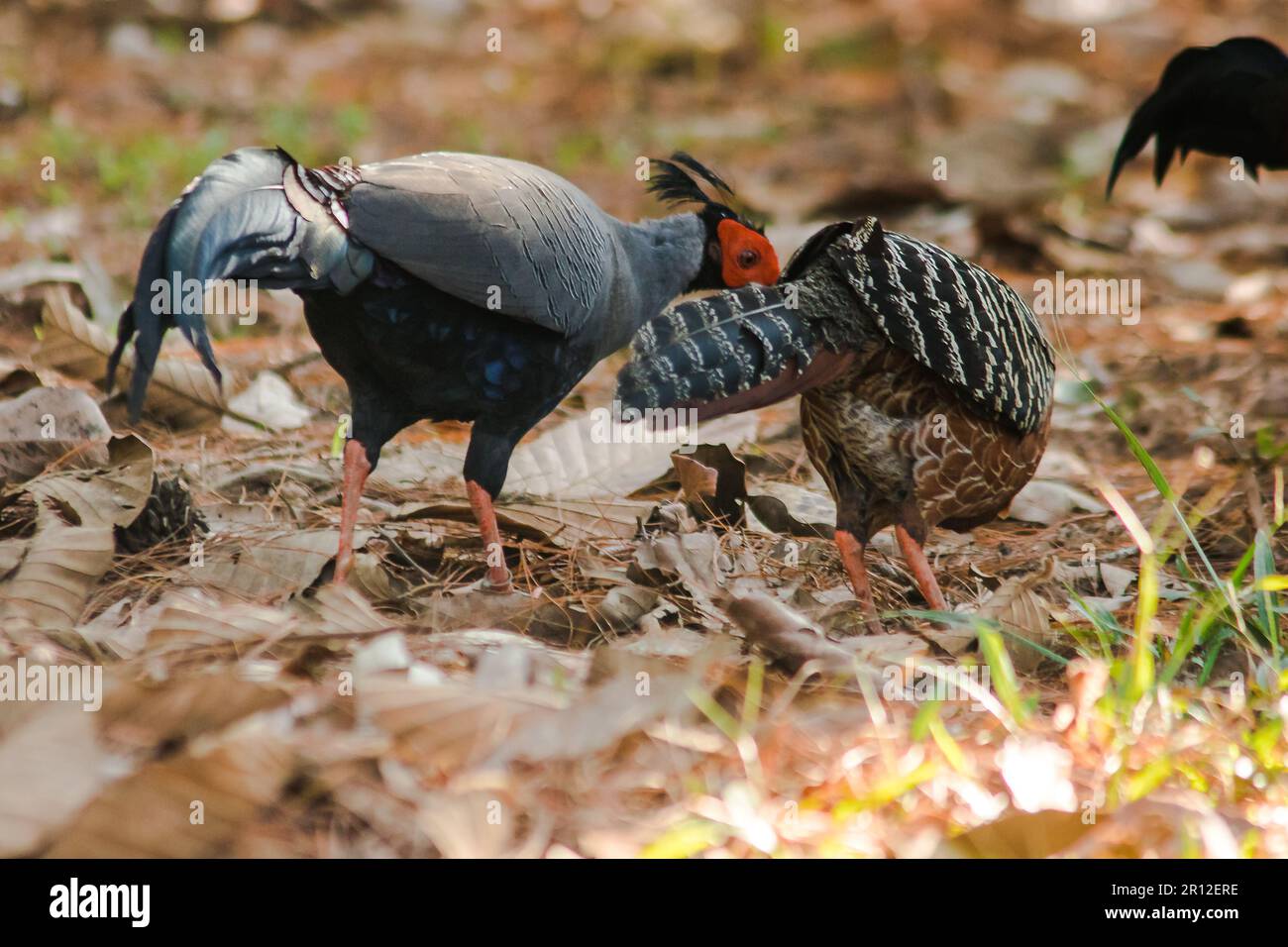 Siamese Fireback Blue-headed Male Its back and wings are gray. Walking ...