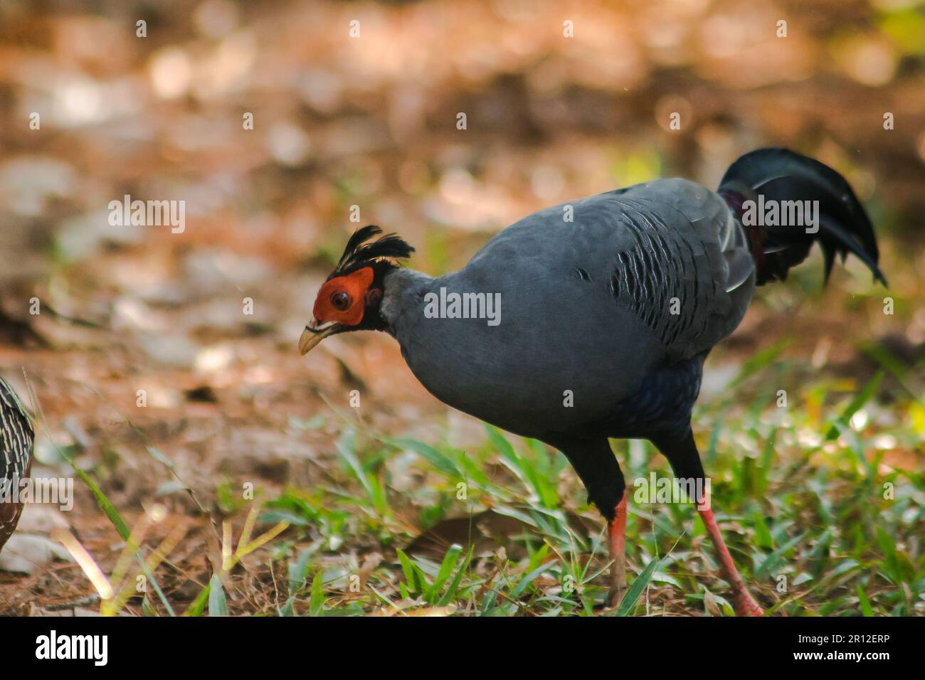 Siamese Fireback Blue-headed Male Its back and wings are gray. Walking ...