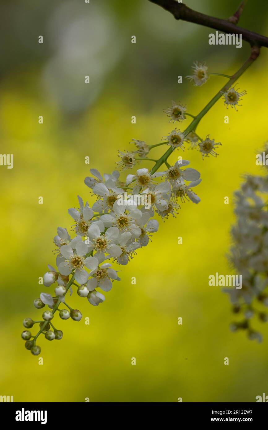 Prunus padusCloseup of flowers of Bird Cherry tree (Prunus padus) in a ...