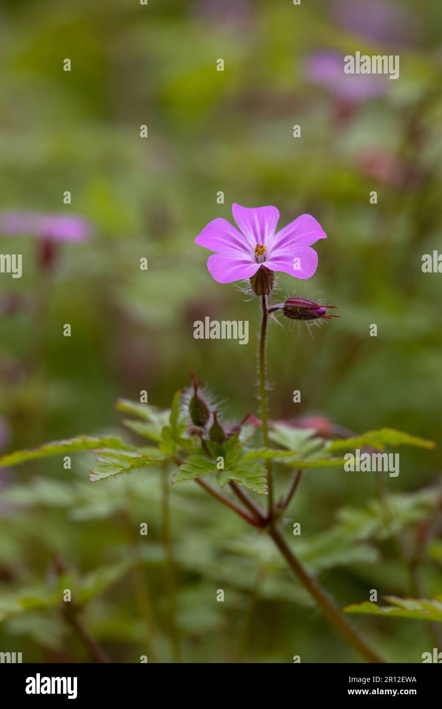 Closeup of single flower of herb robert (Geranium robertianum) in a ...