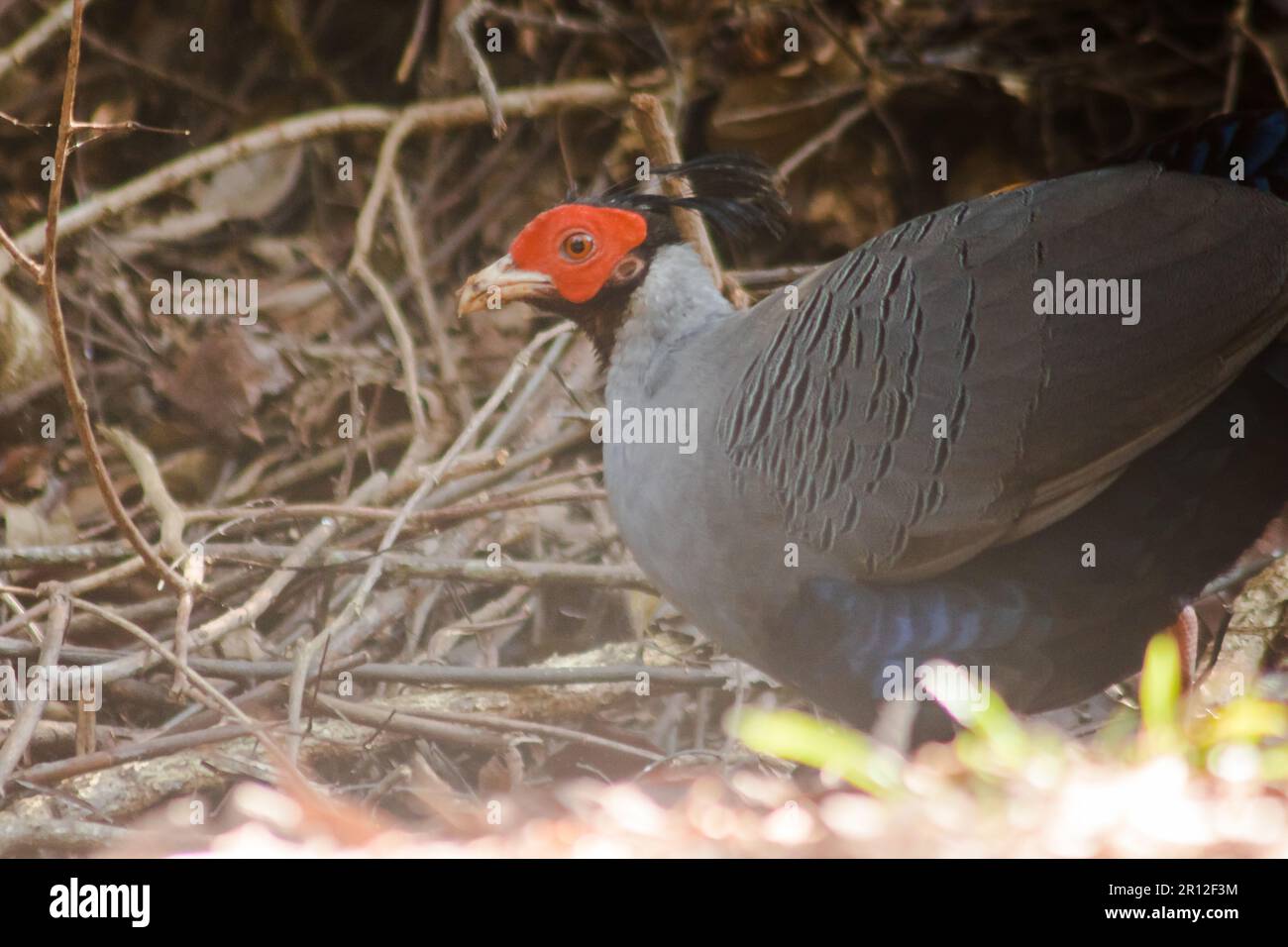 Siamese Fireback Blue-headed Male Its back and wings are gray. Walking ...